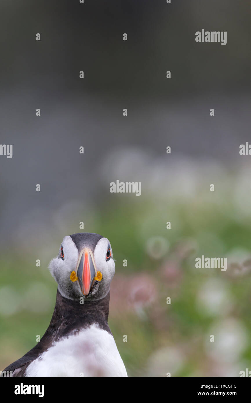 Tick hea hi-res stock photography and images - Alamy