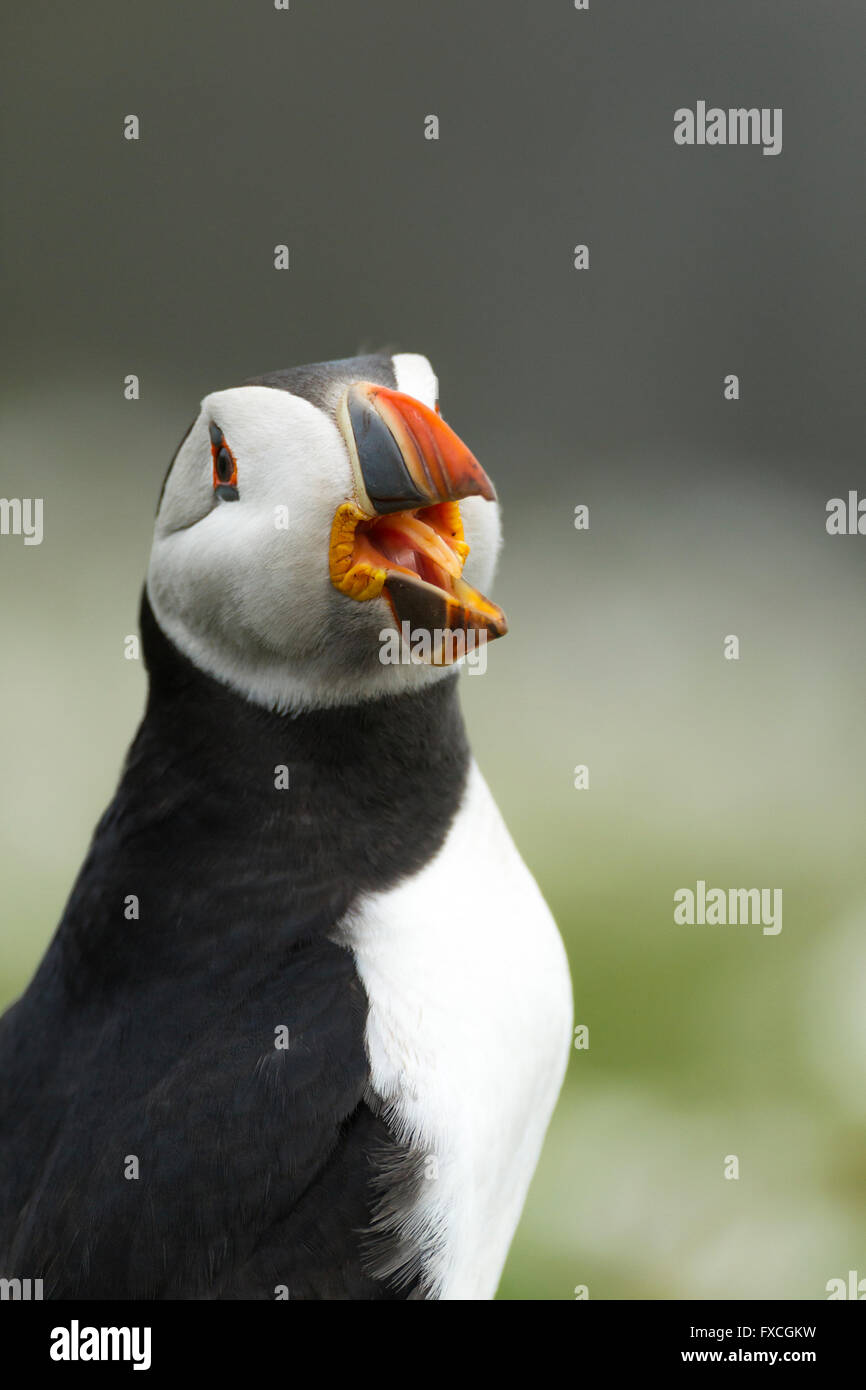 Atlantic puffin Fratercula arctica, adult, yawning, The Wick, Skomer ...