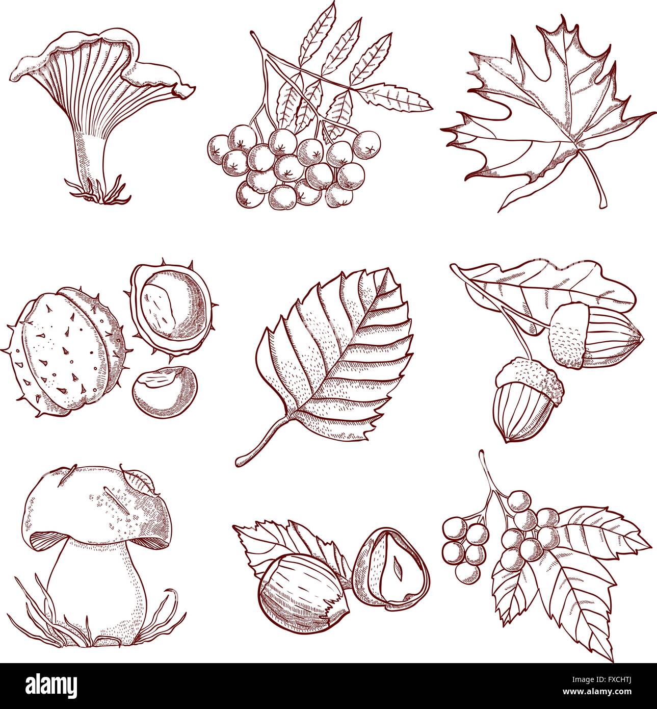 Autumn leaves chestnuts Stock Vector Images - Alamy