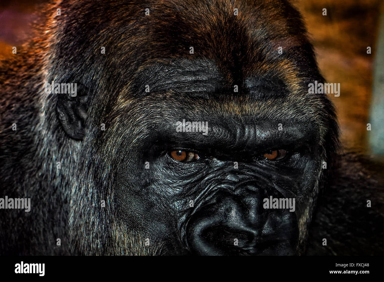 Angry Gorilla Stock Photos & Angry Gorilla Stock Images - Alamy