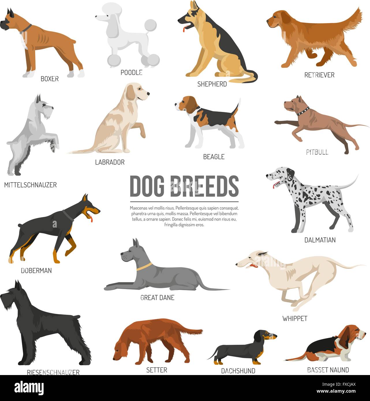 Dogs breed set Stock Vector Image & Art - Alamy