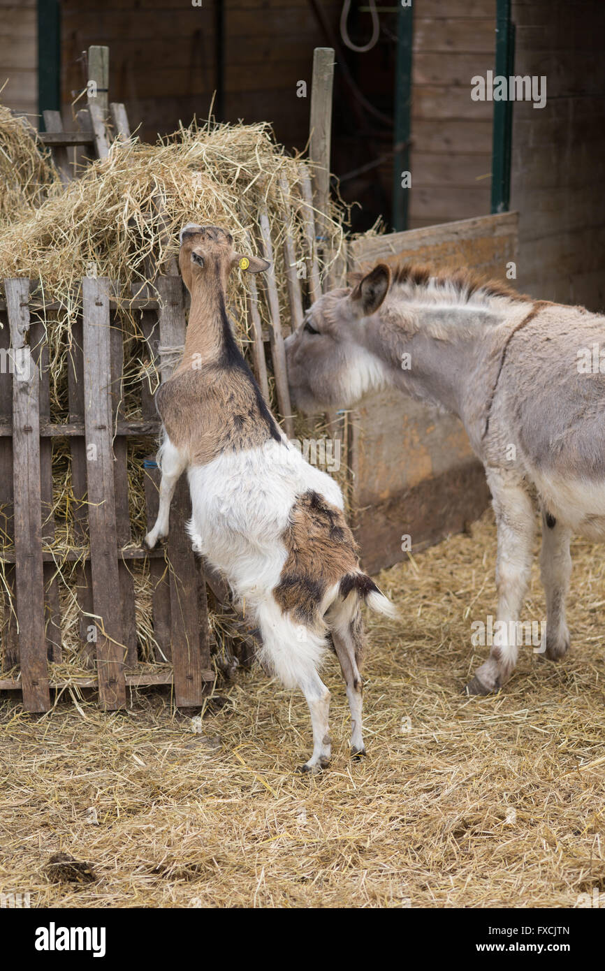 A goat and a donkey eating hay Stock Photo - Alamy