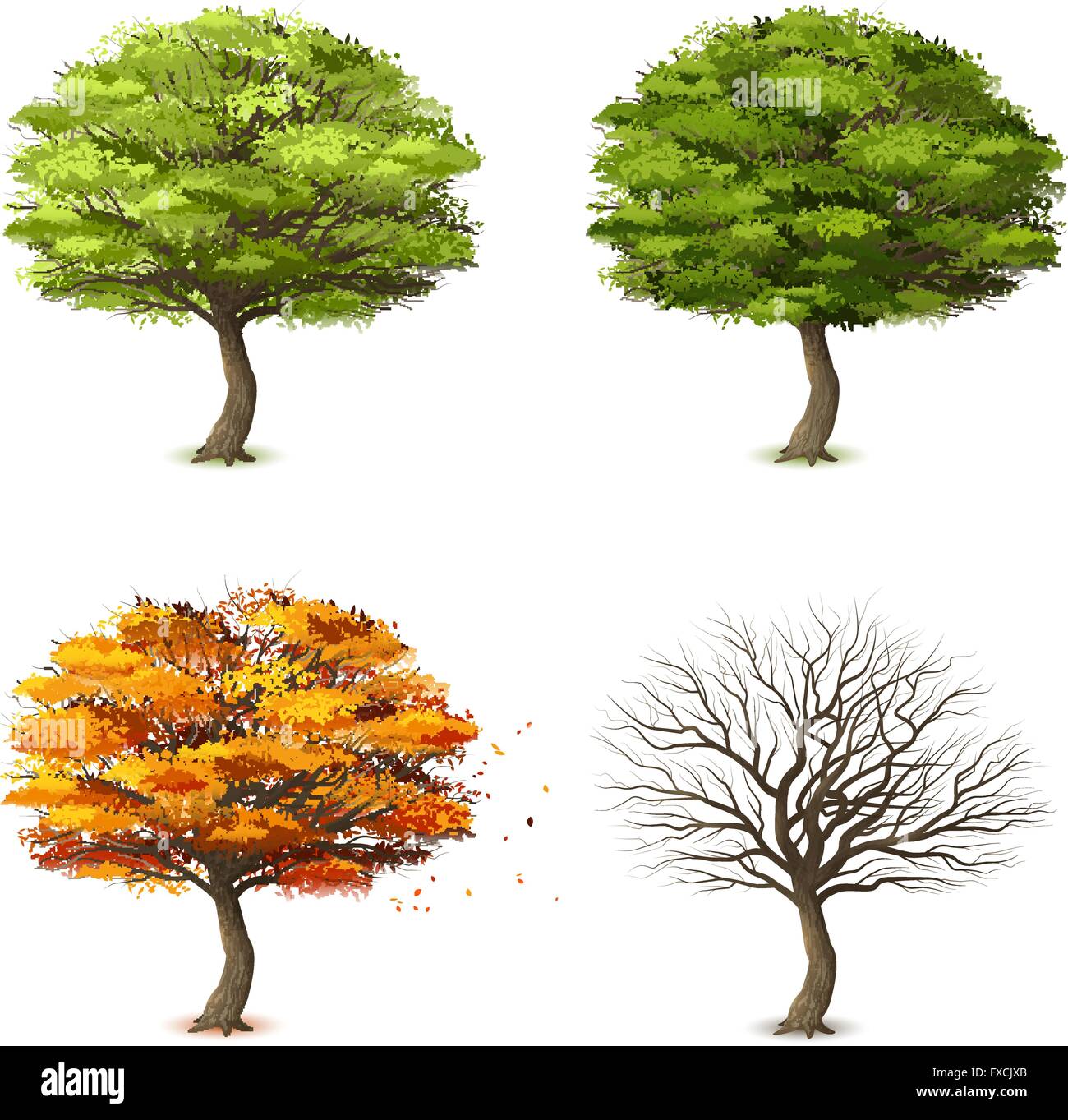 Trees in four seasons Stock Vector Image & Art - Alamy