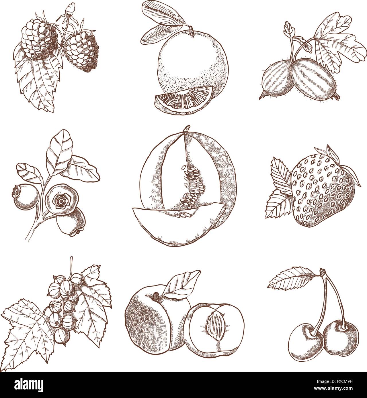 Hand Drawn Berries And Fruits Set Stock Vector Image & Art - Alamy