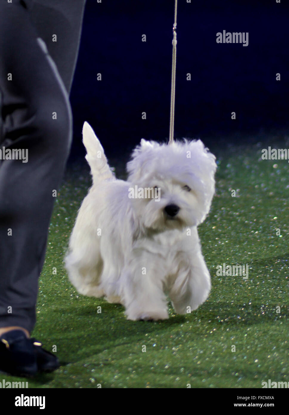 Crufts 2016 at NEC Birmingham - Day 4 - Best in Show Presentation ...