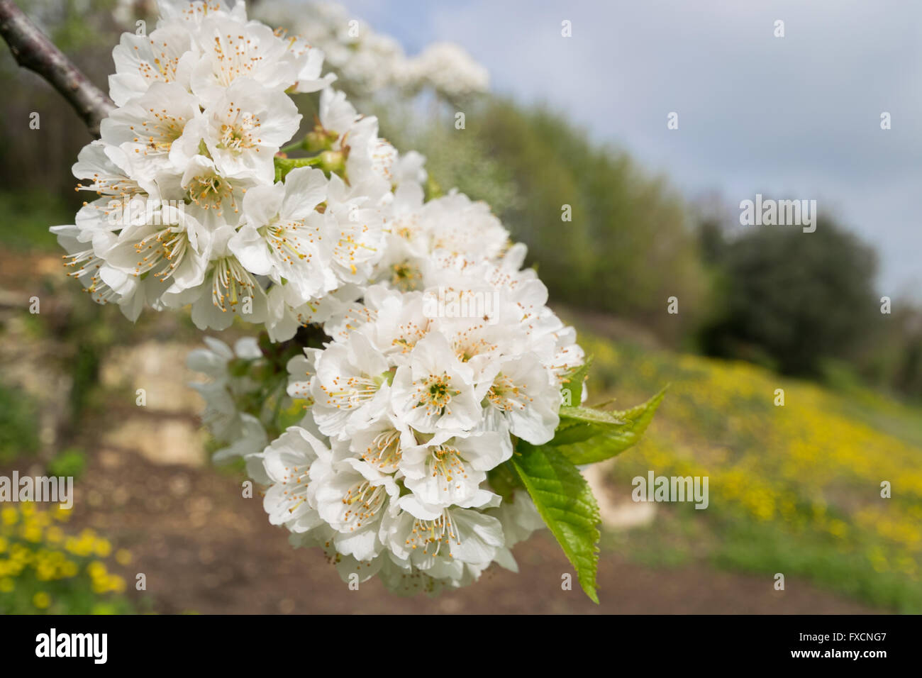 The white flowers of cherry blossom on the branches in spring Stock ...
