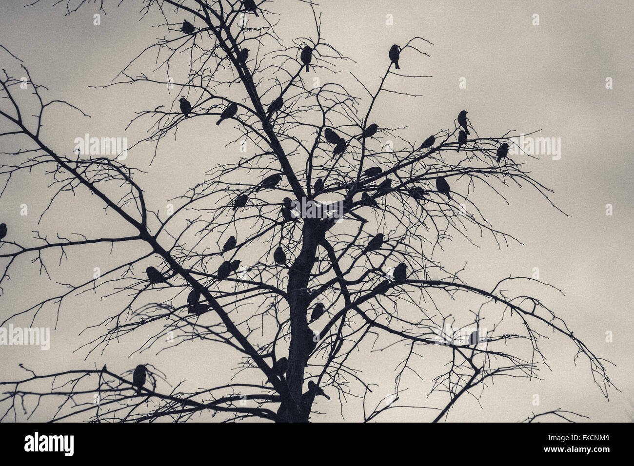 A flock of birds resting in a tree Stock Photo - Alamy