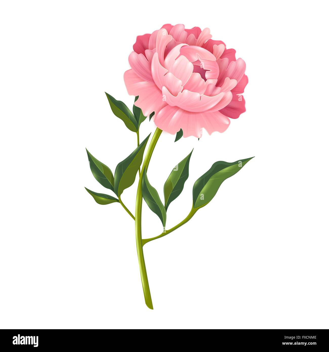 Peony flower in vase Stock Vector Images - Alamy