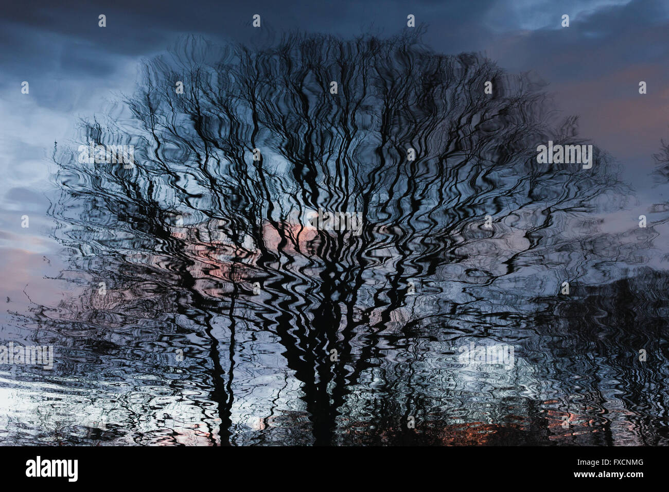 A reflection of a tree in water, with the sunset visible in the ...