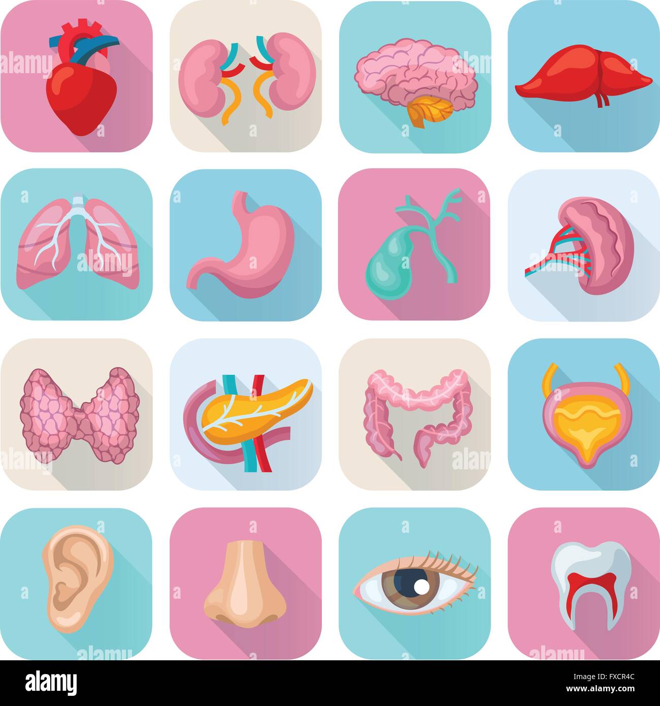 Human Organs Set Stock Vector Image & Art - Alamy