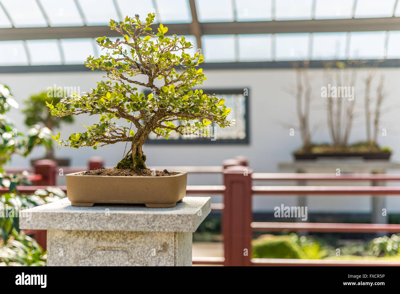 40 yo Chinese Boxwood Bonsai (Buxus sinica Stock Photo - Alamy