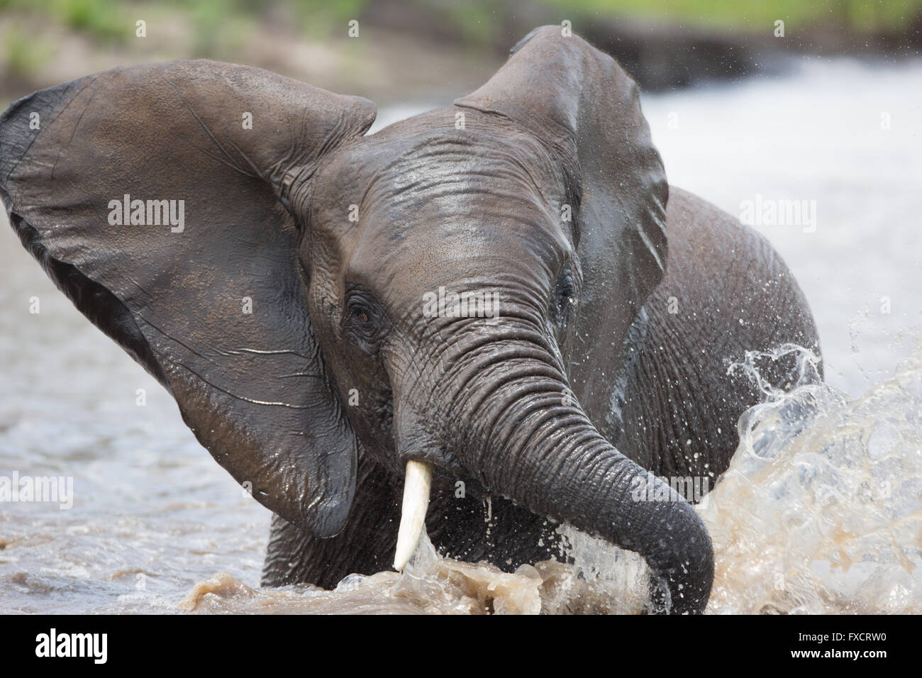 Elephant in water hi-res stock photography and images - Alamy
