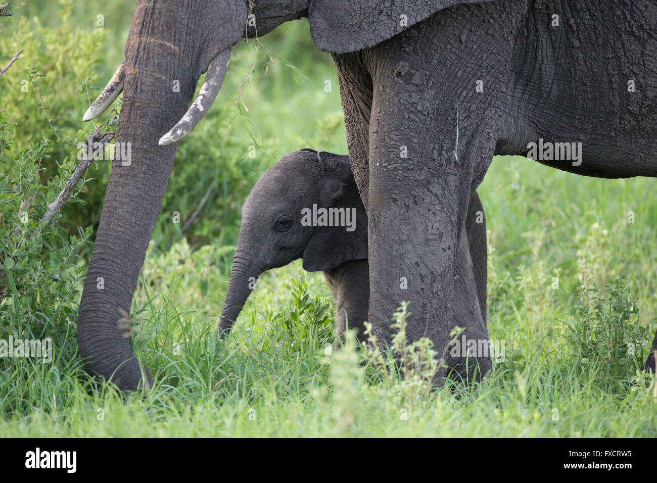 Baby elephant standing in shadow of its mother Stock Photo - Alamy