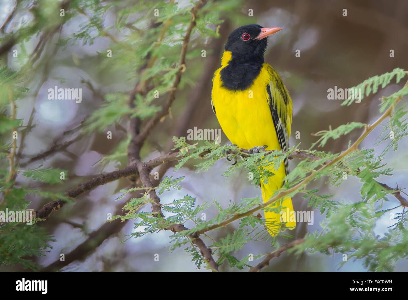 African oriole hi-res stock photography and images - Alamy