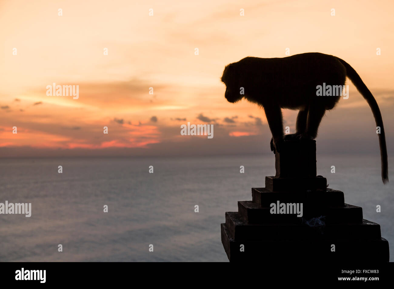 Monkey in silhouette hi-res stock photography and images - Alamy
