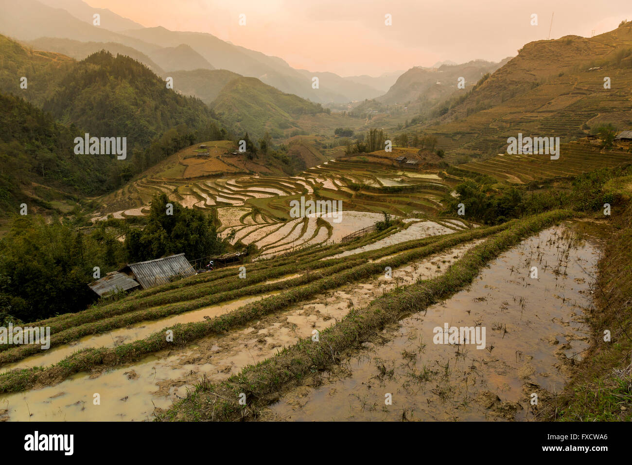 Asian rice fields hi-res stock photography and images - Alamy