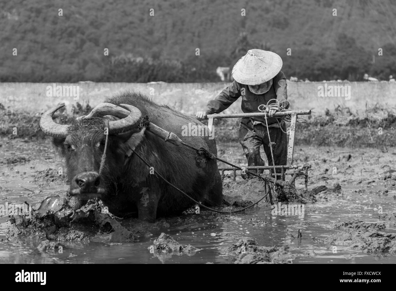 Asian farmer plough buffalo Black and White Stock Photos & Images - Alamy