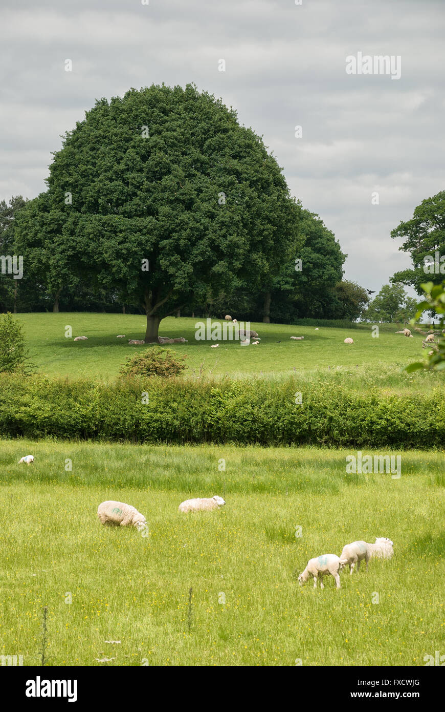 Rural warwickshire england hi-res stock photography and images - Alamy