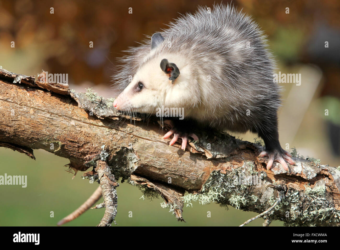 Possum baby hi-res stock photography and images - Alamy