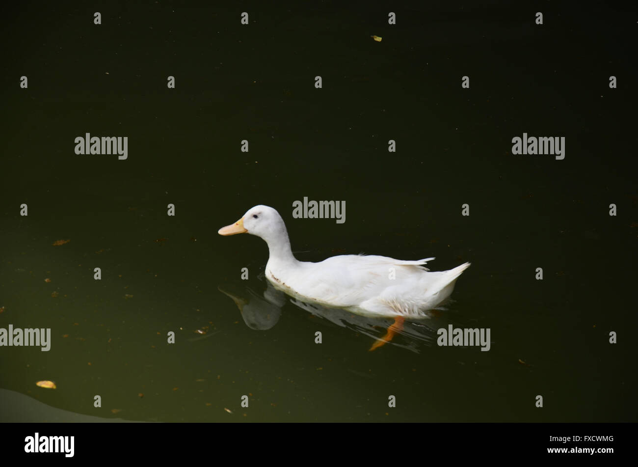 White duck swimming on the lake Stock Photo - Alamy