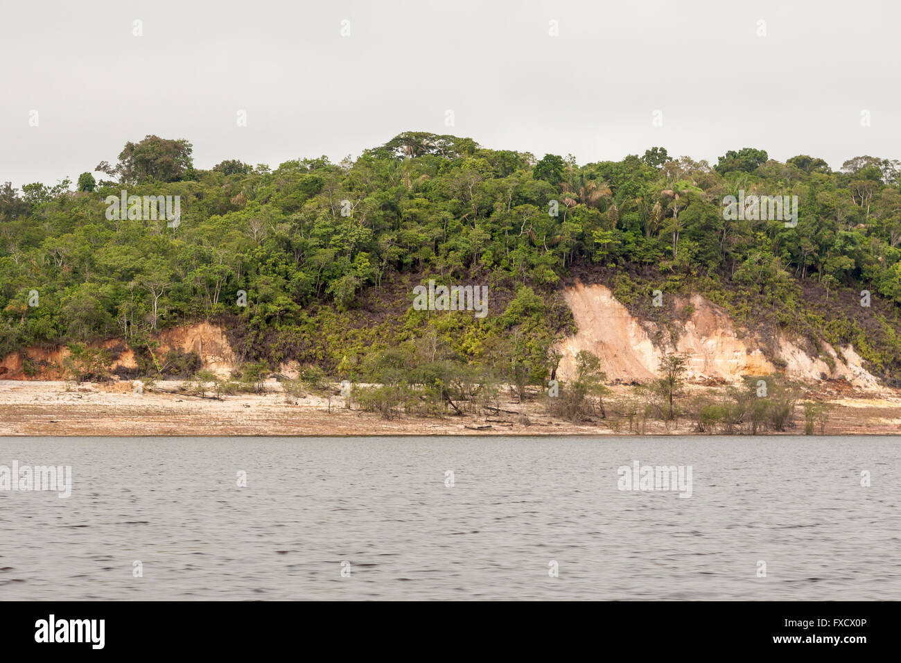 Rain Forest Manaus Stock Photo - Alamy