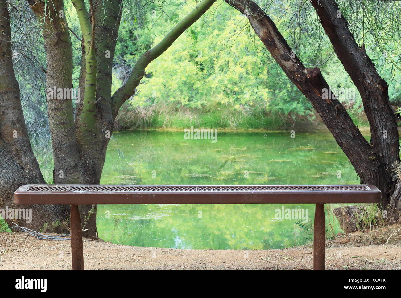 Park Bench - Summer landscape bench in front of pond in the woods Stock ...