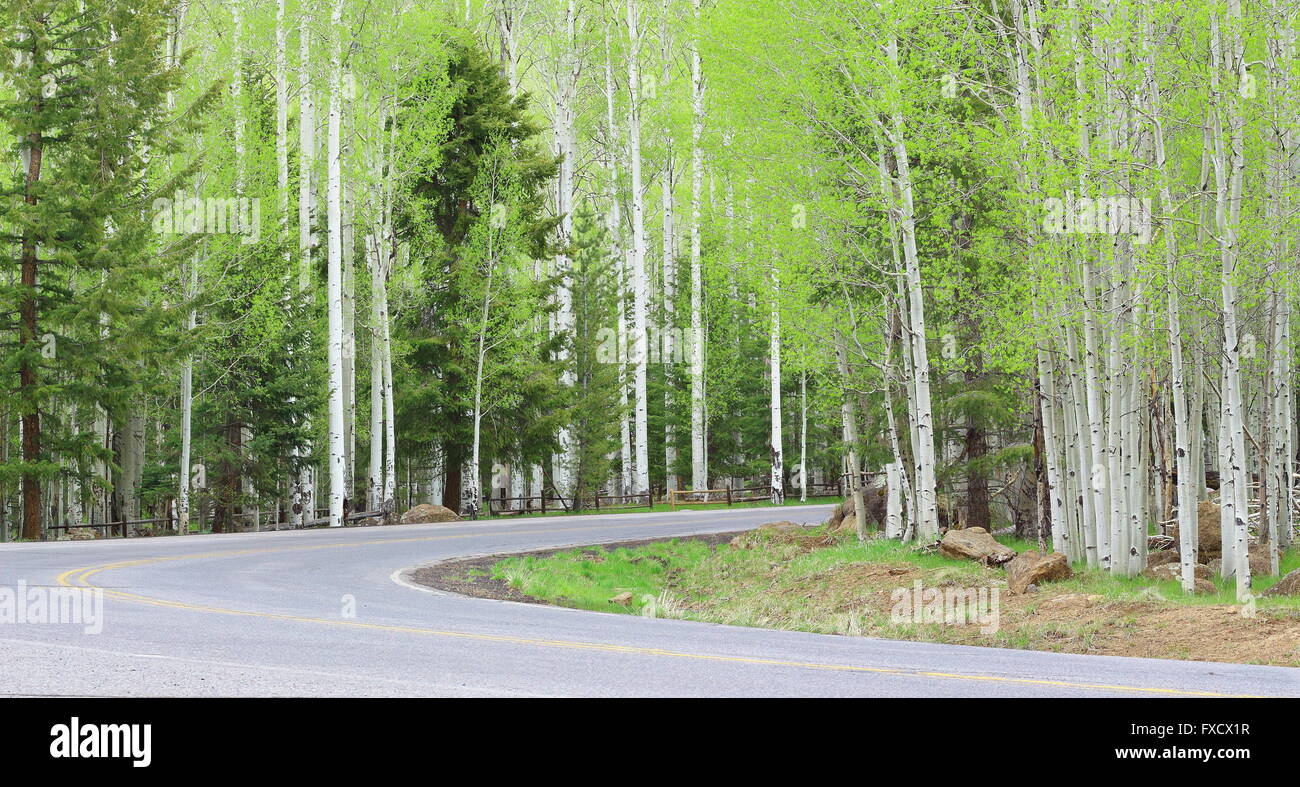 Curved Road in the forest - Scenic curved Road lined with white Aspen ...