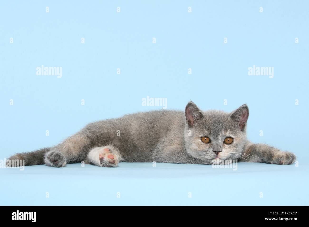 Relaxed purebred british cats hi-res stock photography and images - Alamy