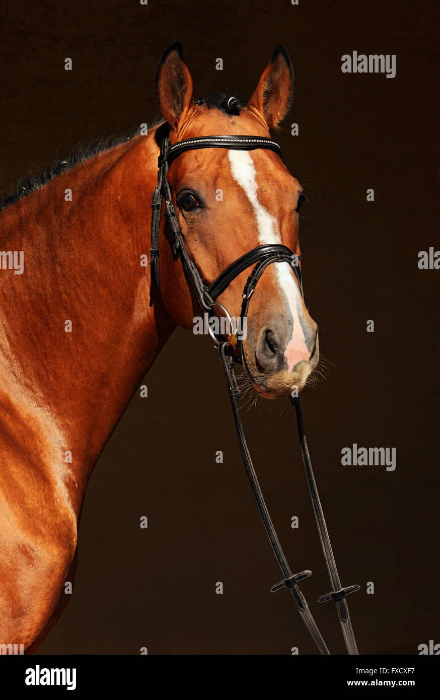 Beautiful purebred dressage horse portrait in dark stable Stock Photo ...