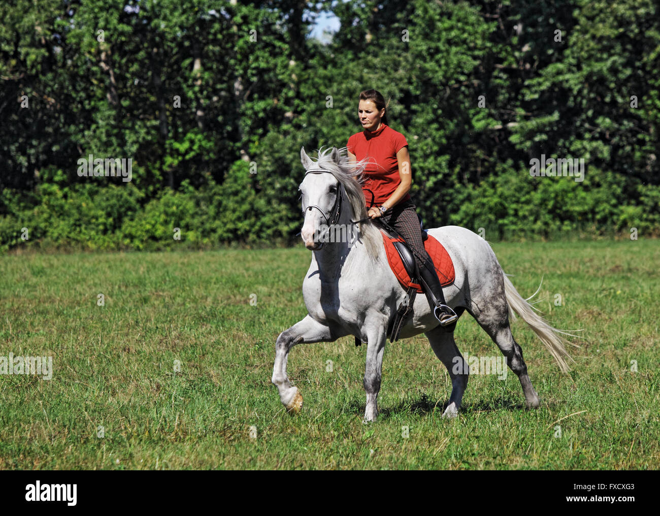 Young woman riding a horse gallop Stock Photo - Alamy