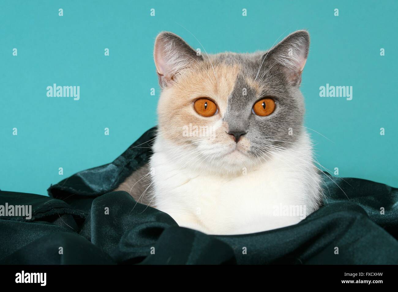 Calico Cats High Resolution Stock Photography and Images - Alamy