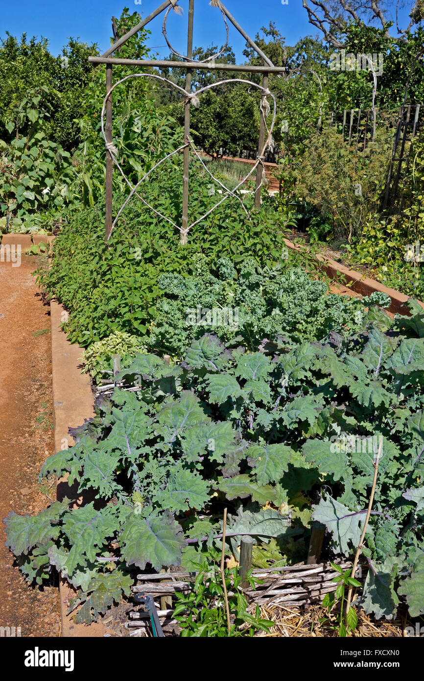 The vegetable garden at the historic Cape Dutch farm Babylonstoren in ...
