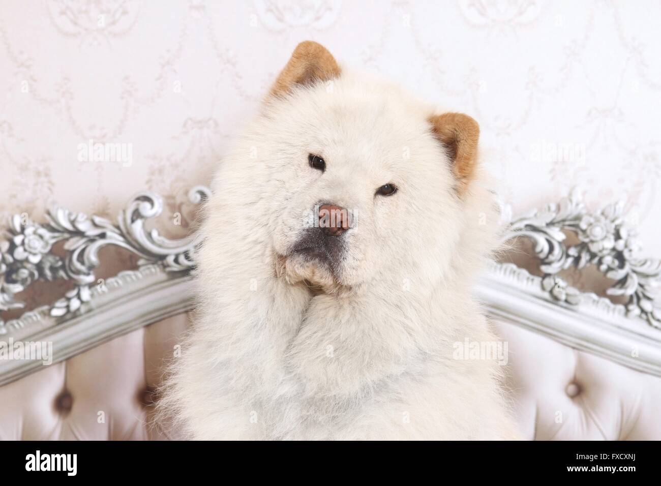 Chow Chow Portrait Stock Photo - Alamy