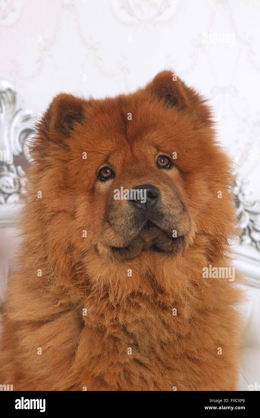 Chow Chow Portrait Stock Photo - Alamy