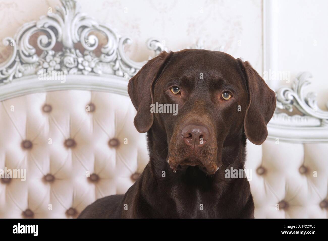 Labrador Retriever Portrait Stock Photo - Alamy