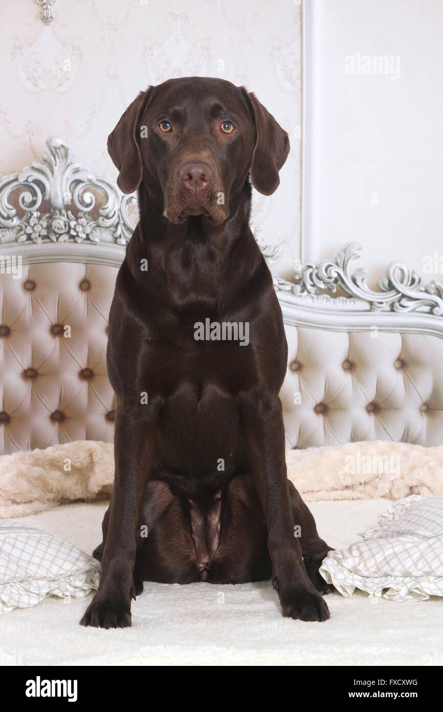 sitting Labrador Retriever Stock Photo - Alamy