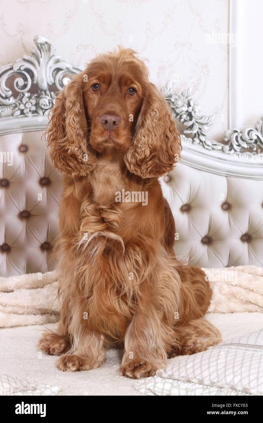 sitting English Cocker Spaniel Stock Photo - Alamy