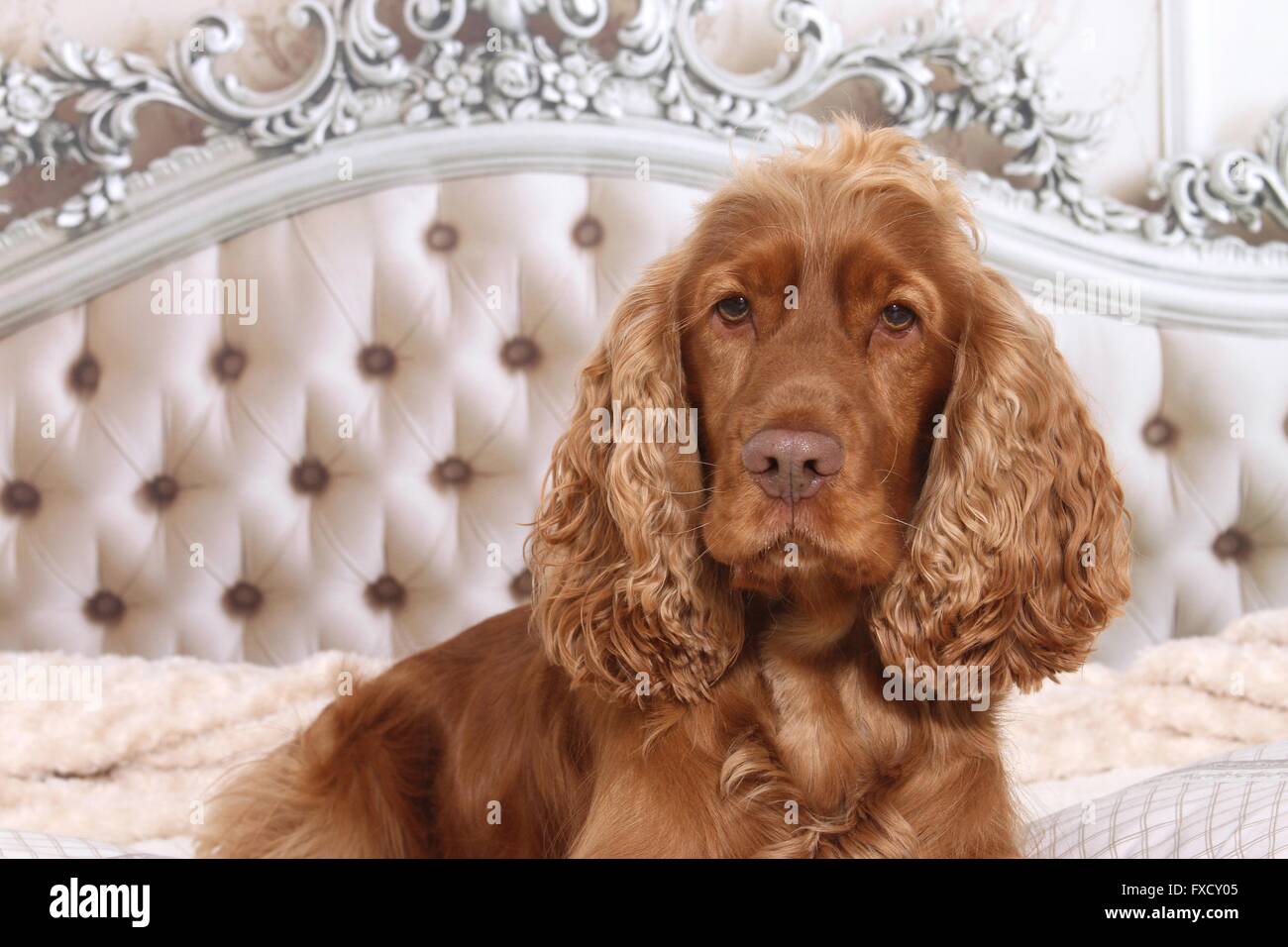 English Cocker Spaniel portrait Stock Photo - Alamy