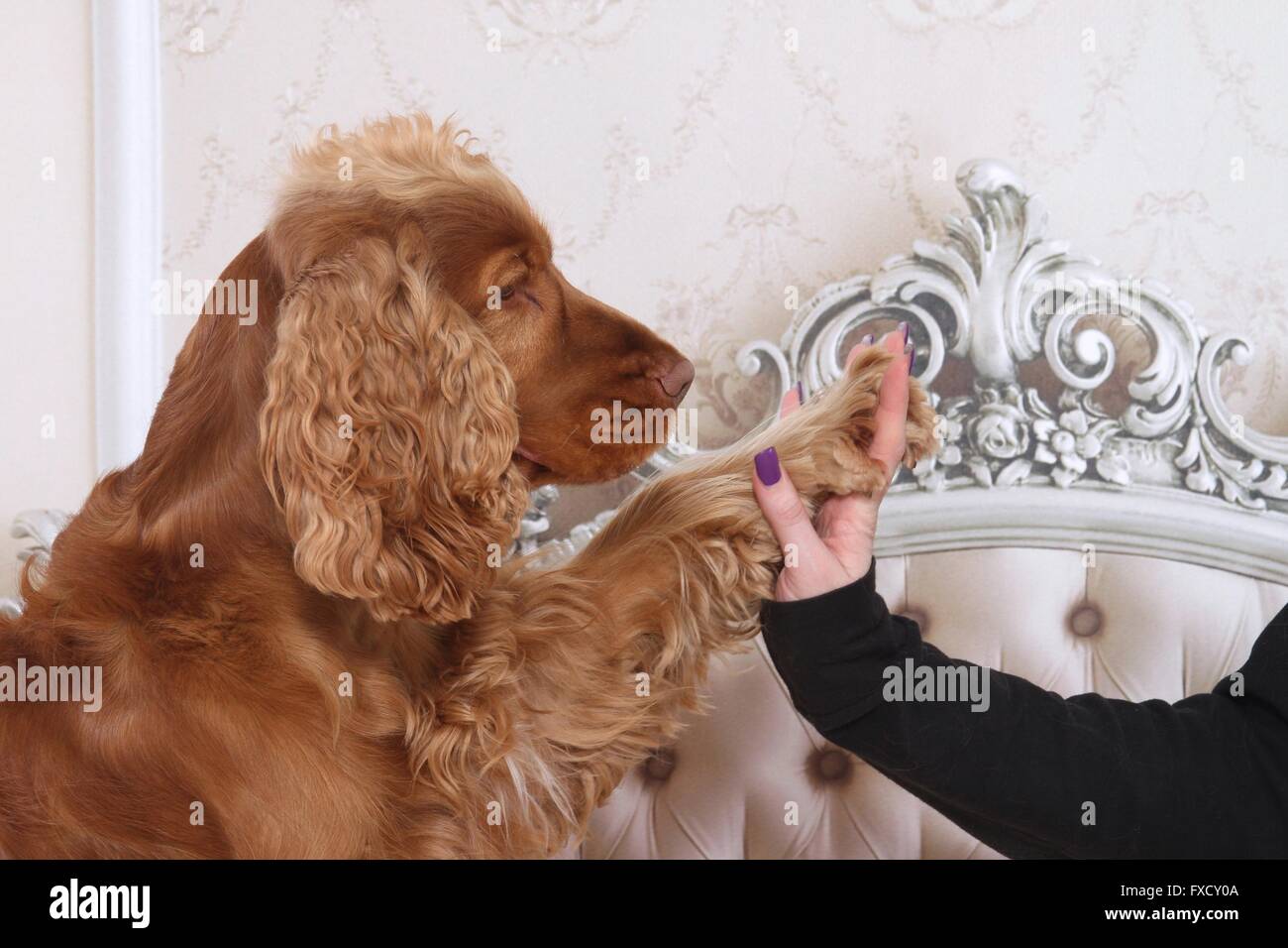 English Cocker Spaniel gives paw Stock Photo - Alamy