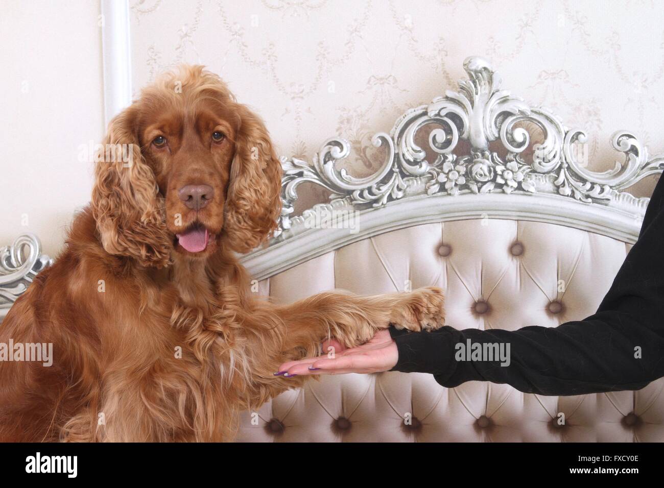 English Cocker Spaniel gives paw Stock Photo - Alamy