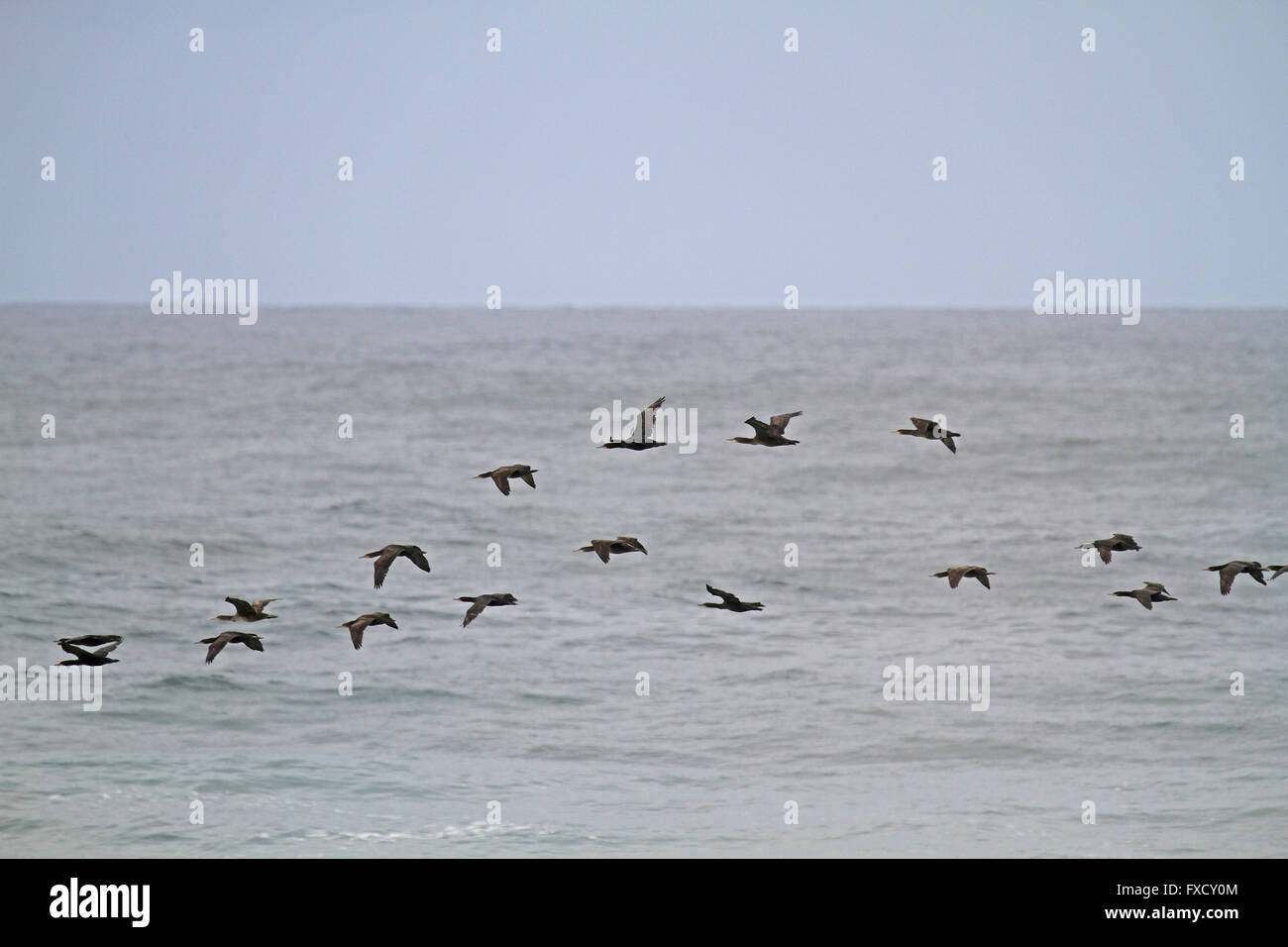 A swarm of bank cormorants (Phalacrocorax neglectus), also known as ...