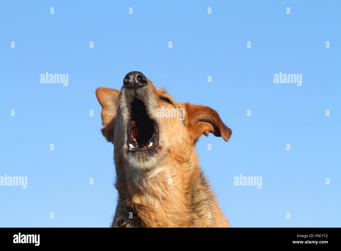 Big dog barking hi-res stock photography and images - Alamy