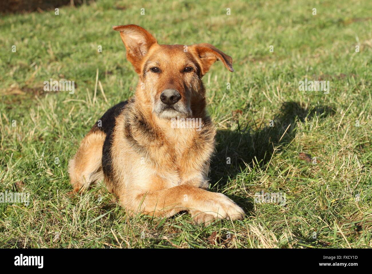 German Shepherd Airedale Mix
