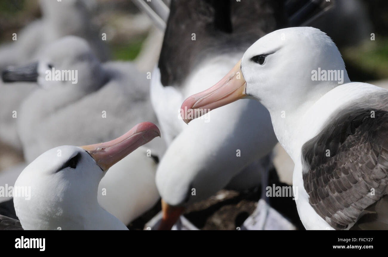A pair of black-browed albatross (Thalassarche melanophris) exhibit ...