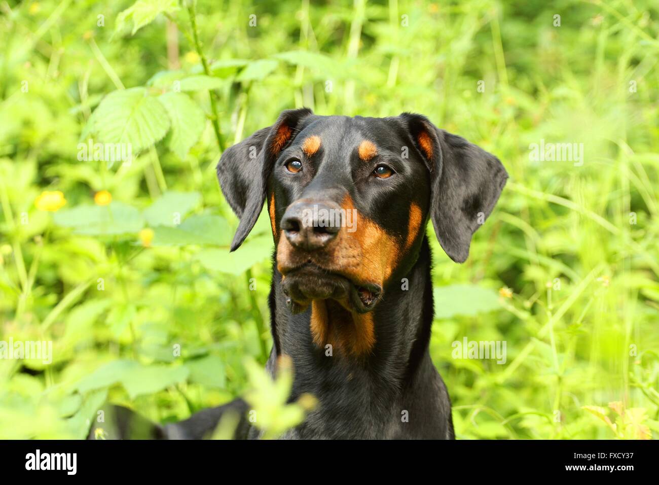 Doberman portraits hi-res stock photography and images - Alamy