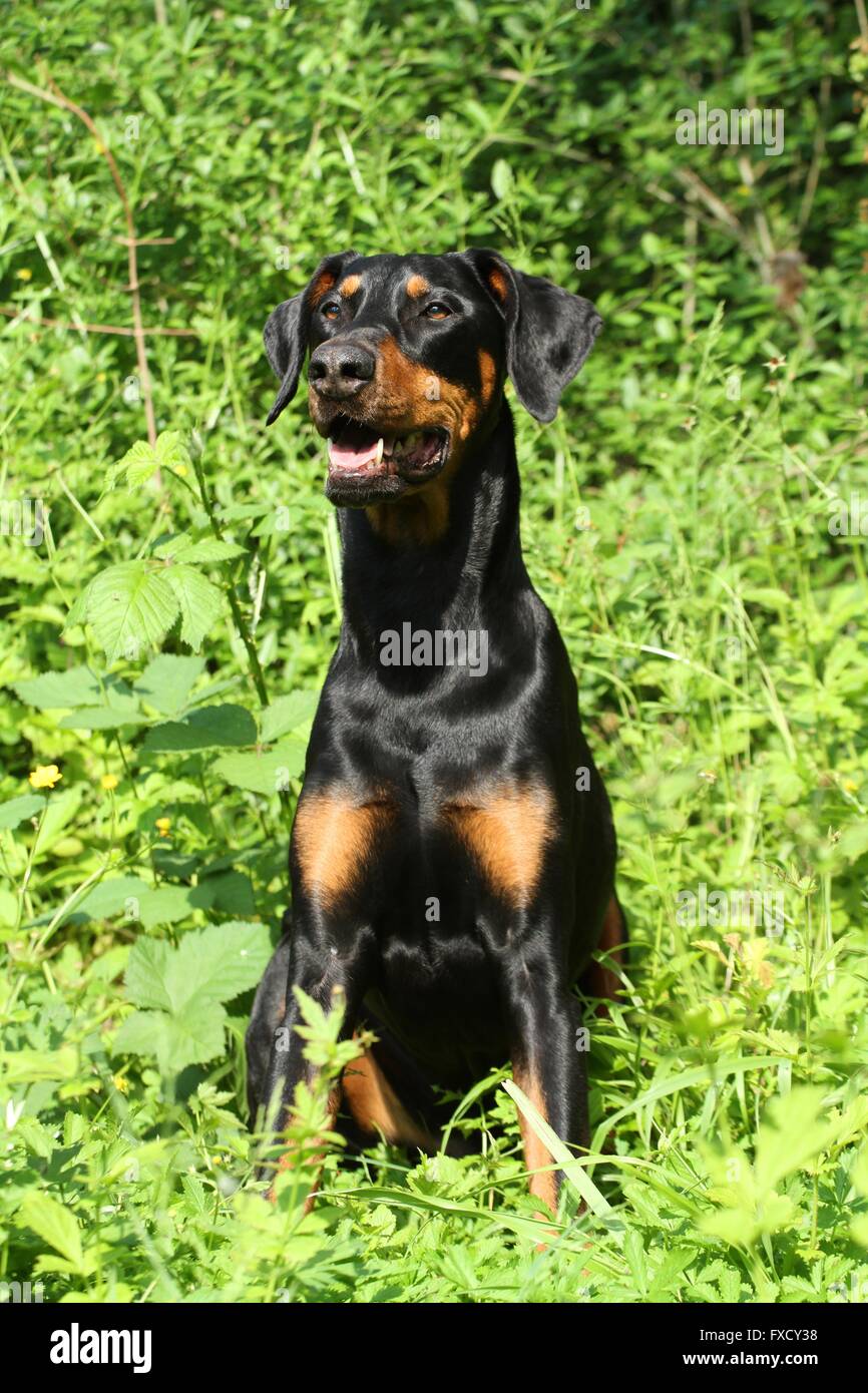 sitting Doberman Pinscher Stock Photo - Alamy