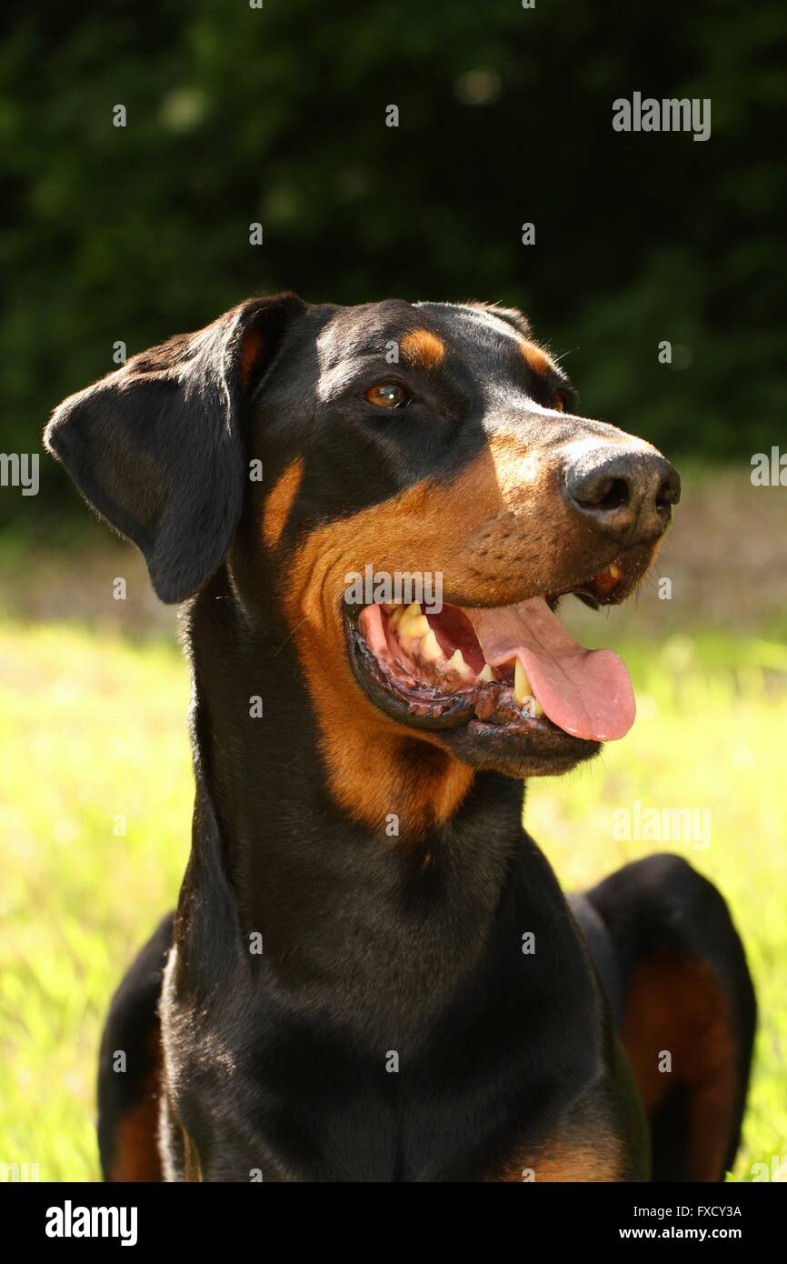 Doberman Pinscher Portrait Stock Photo - Alamy