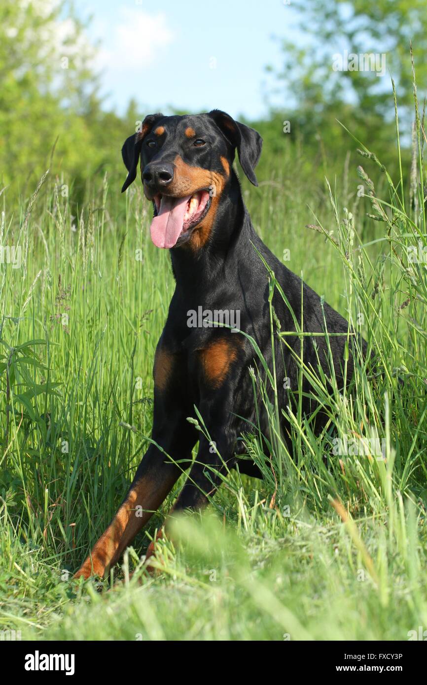 sitting Doberman Pinscher Stock Photo - Alamy