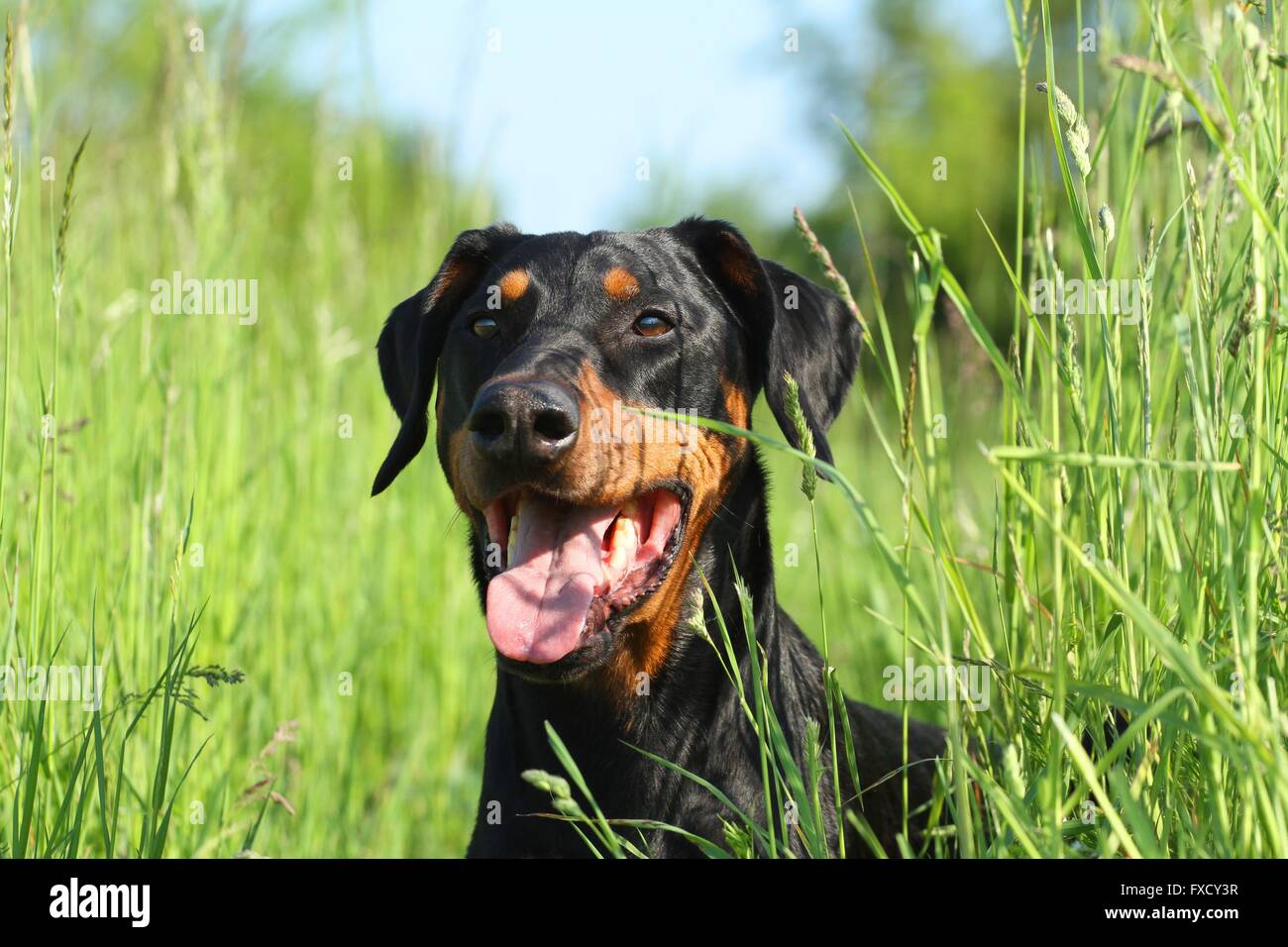 Doberman Pinscher Portrait Stock Photo - Alamy