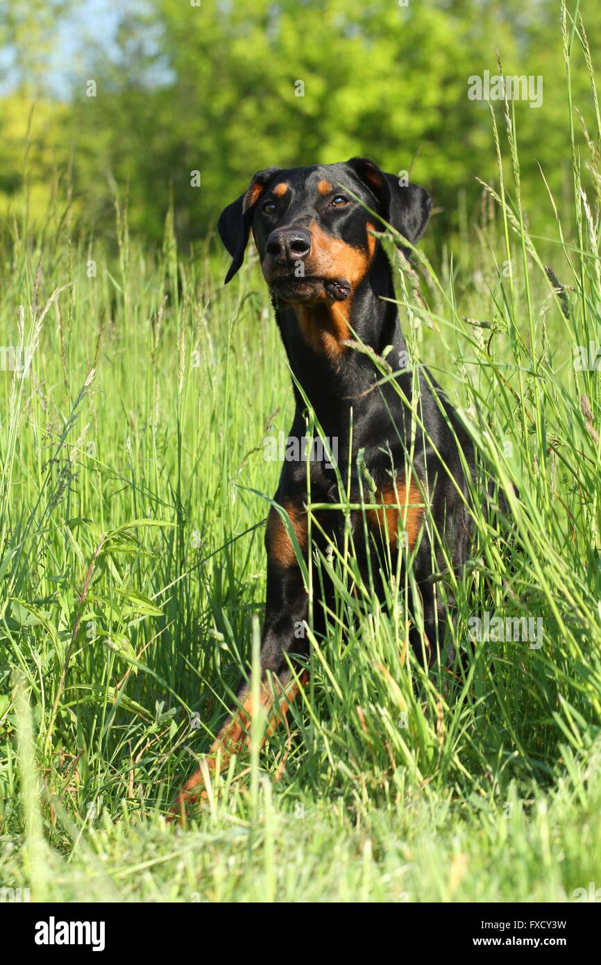 sitting Doberman Pinscher Stock Photo - Alamy